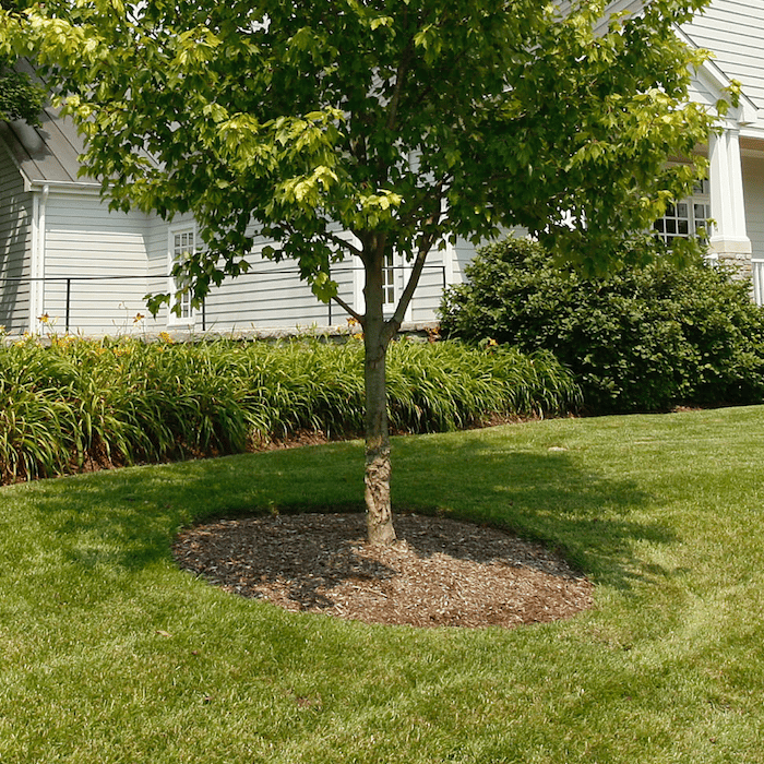 How Mulch Delivers Sustainable Value—Plant Health Benefits and Beyond ...